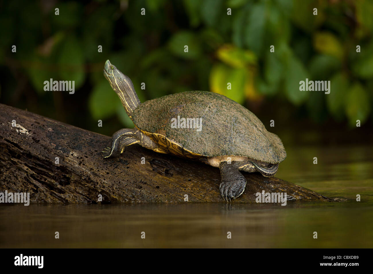 Slider turtle hi-res stock photography and images - Alamy