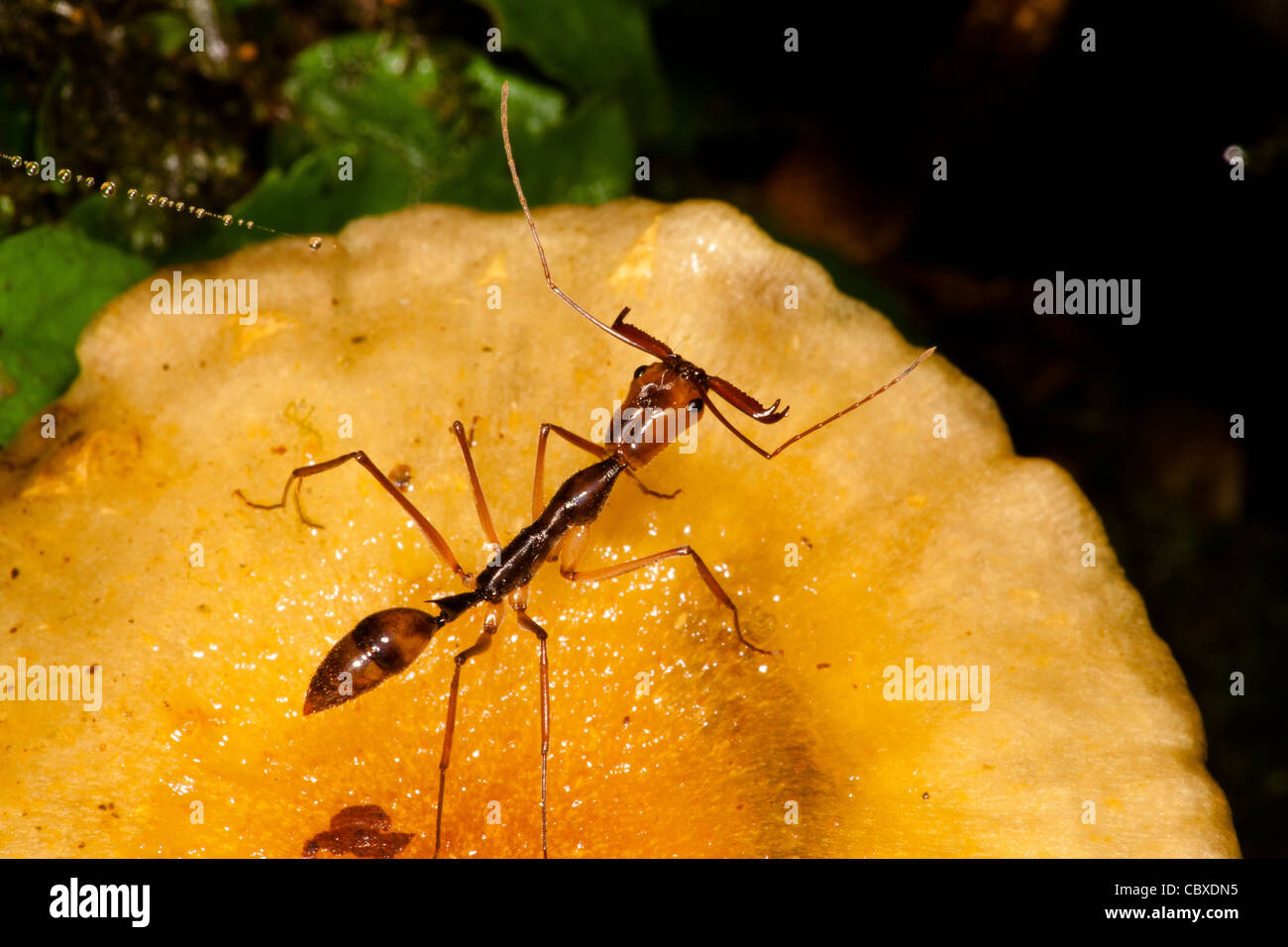 Insect insects wildlife panama hi-res stock photography and images - Alamy