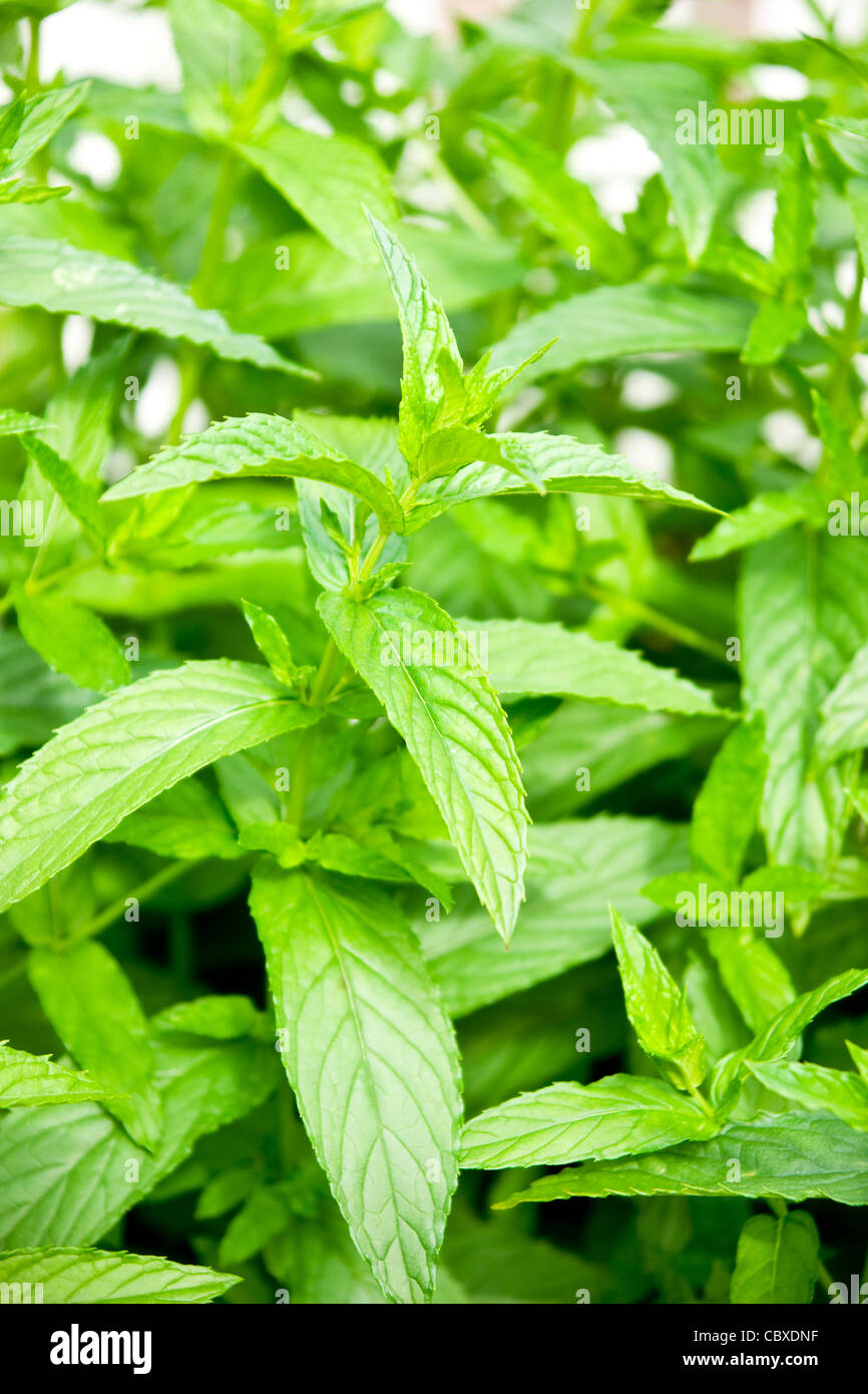 photo of a fresh mint herb Stock Photo - Alamy