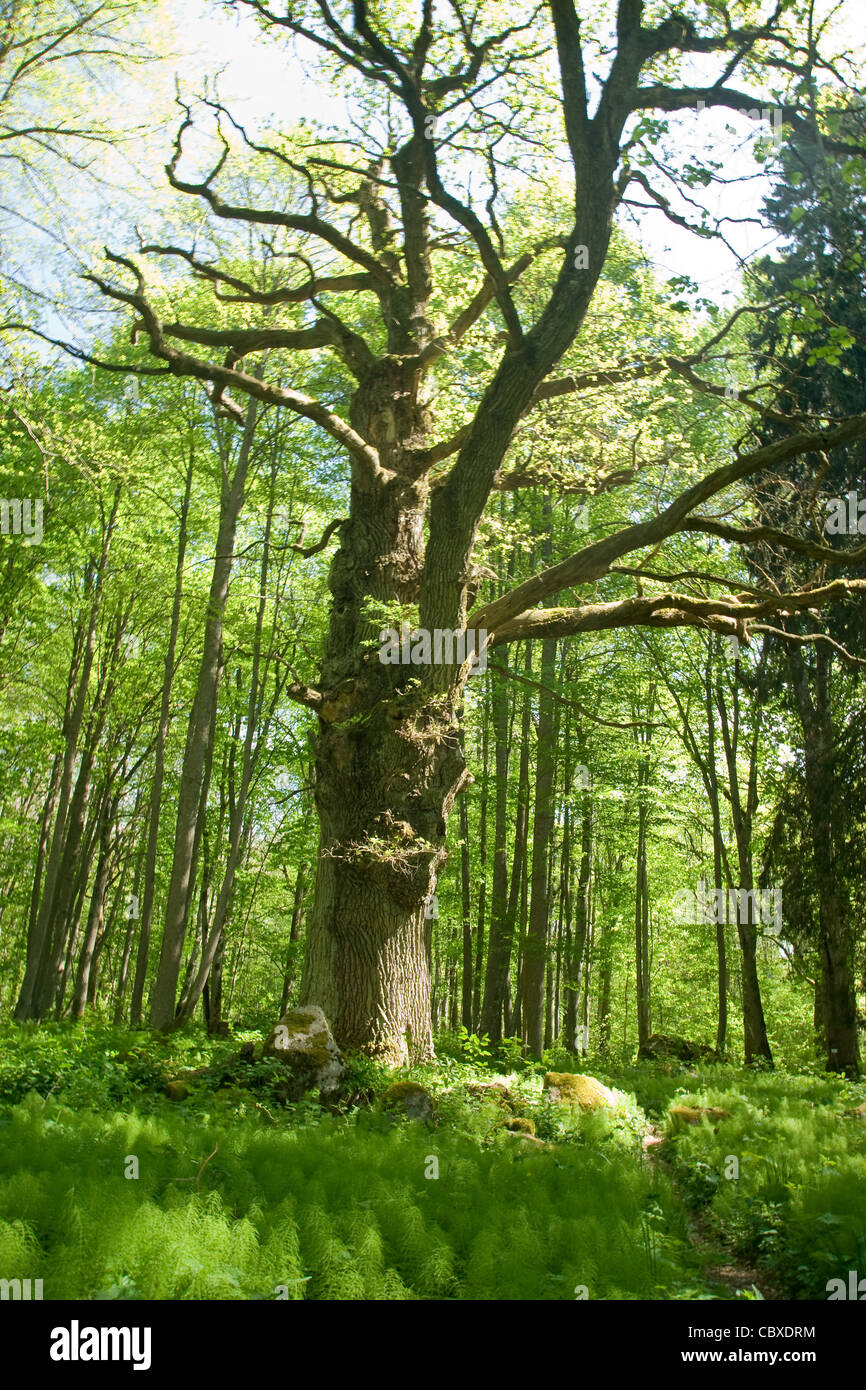 Old oak tree in swedish forest Stock Photo - Alamy