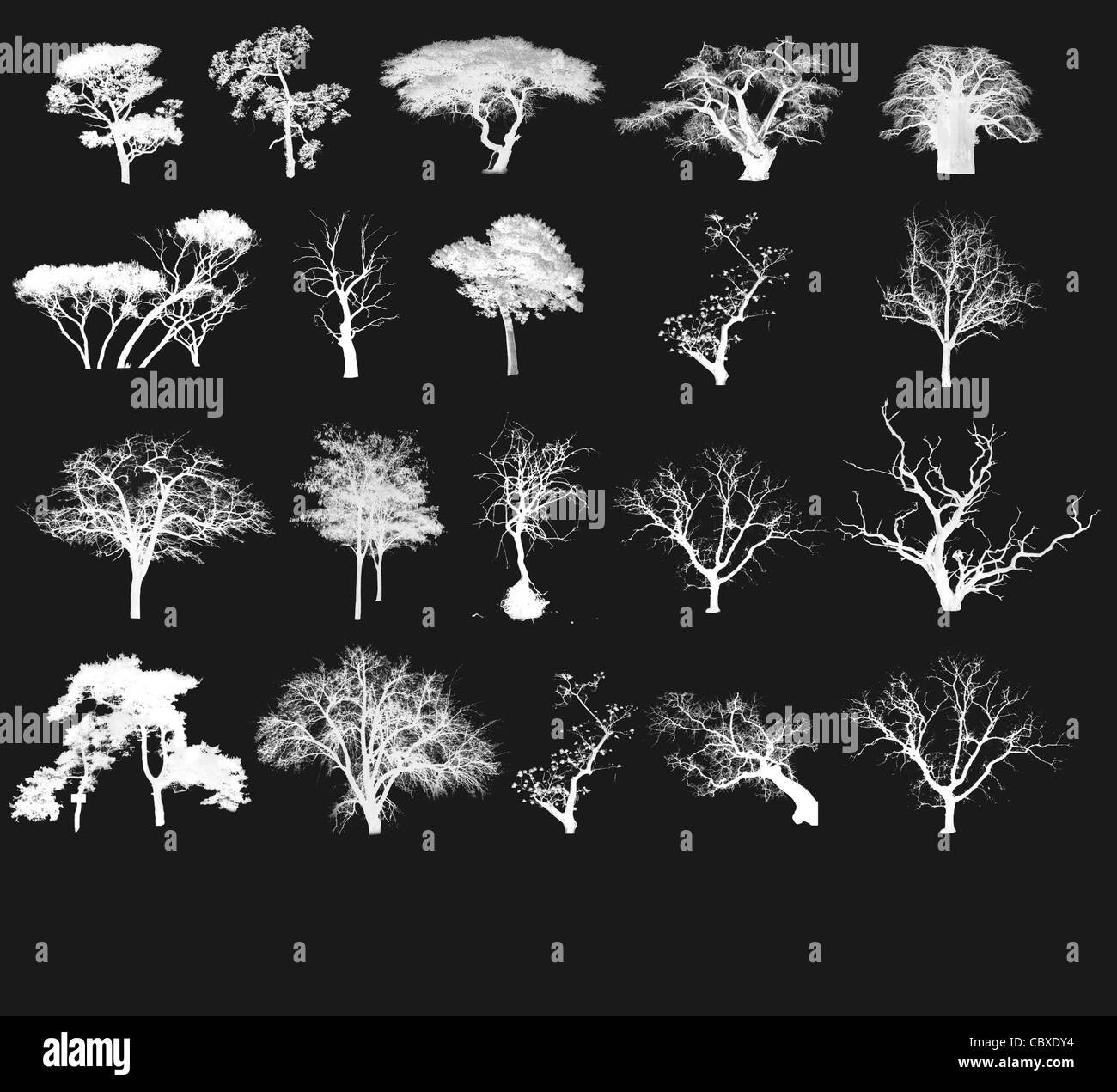 Natural selection illustration Black and White Stock Photos & Images ...