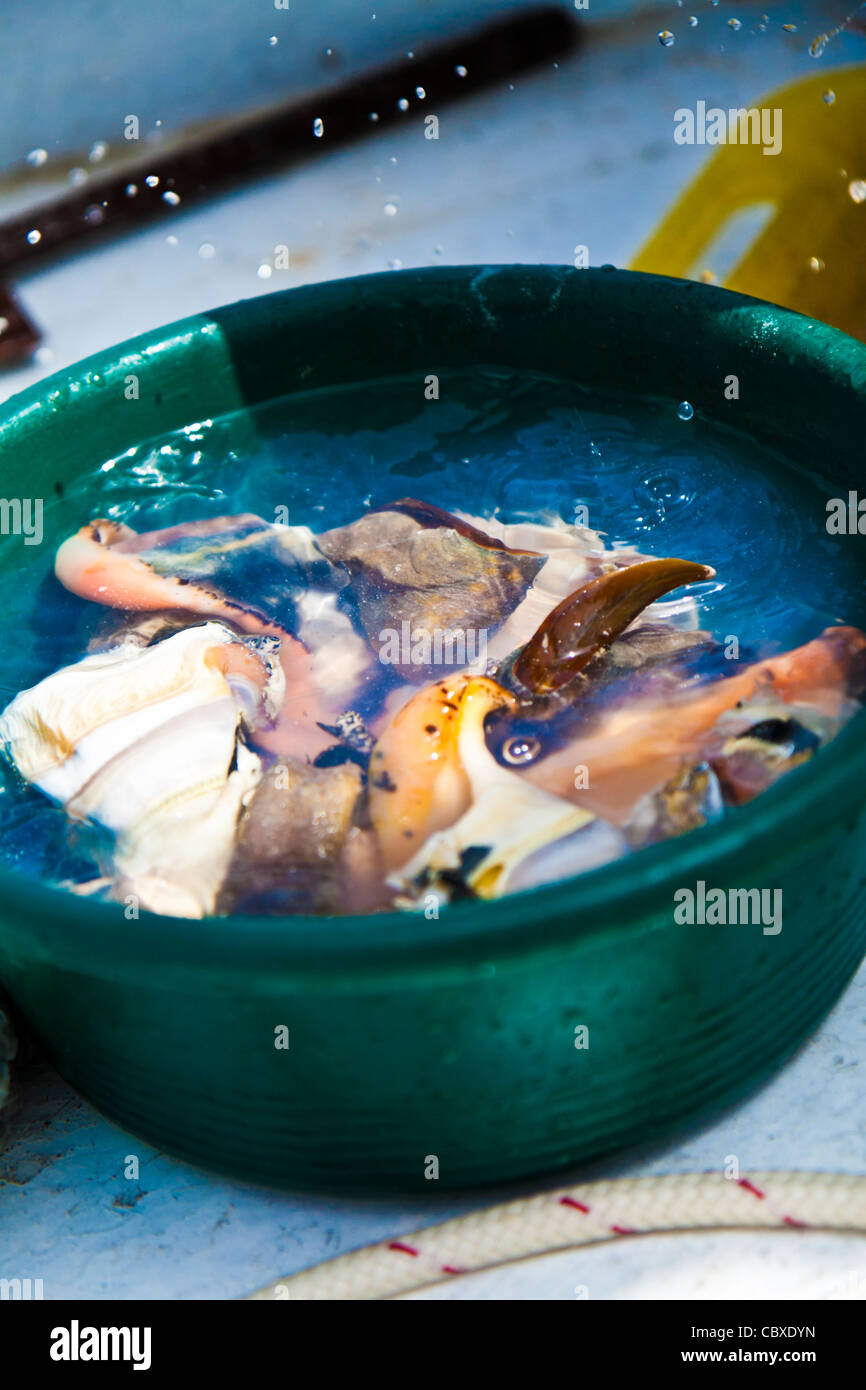 Conch ceviche hi-res stock photography and images - Alamy
