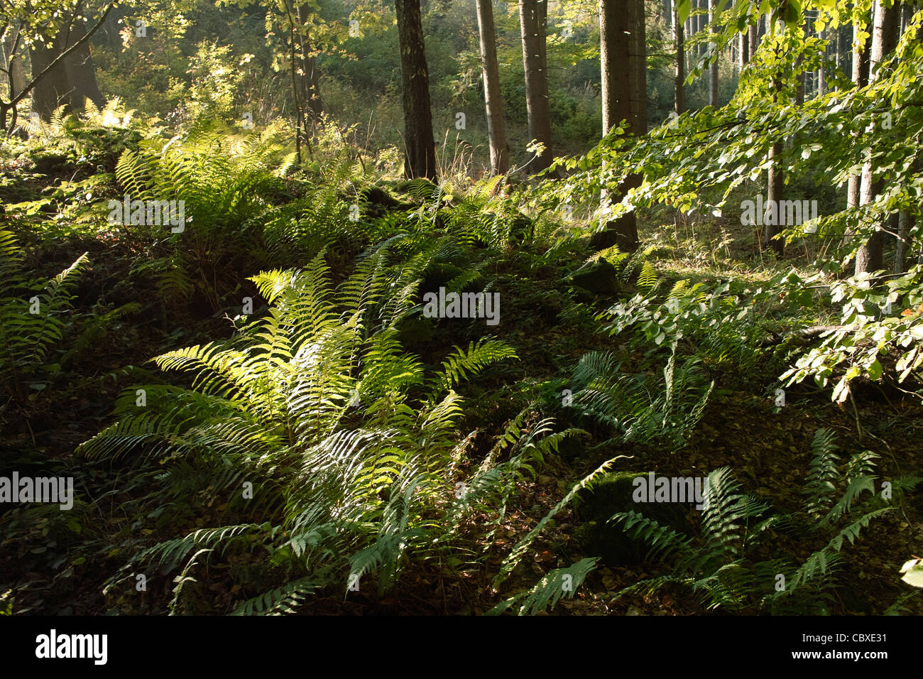 Fern in old wood Stock Photo - Alamy