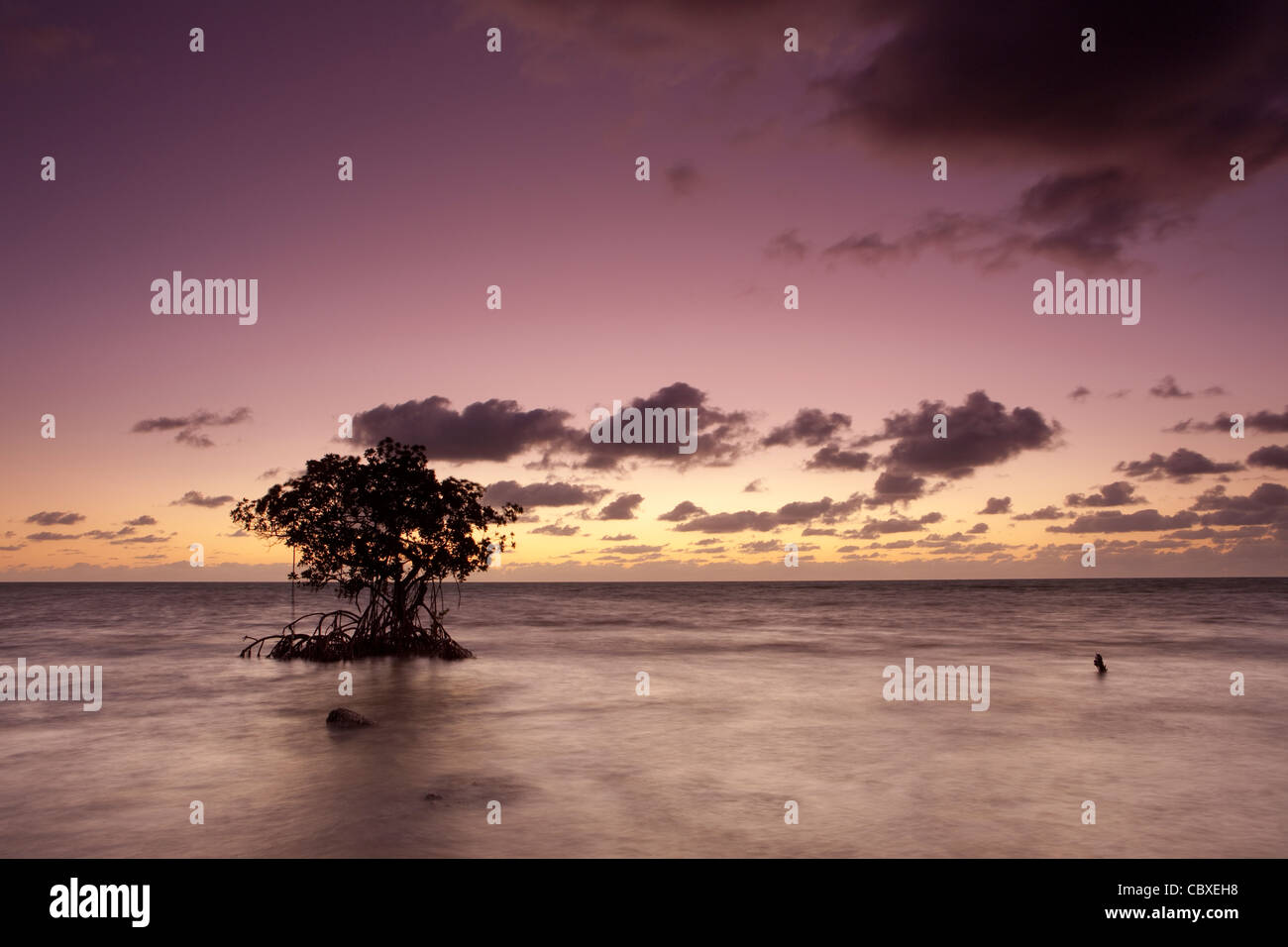 Mangrove trees at dawn, Big Pine Key, Florida, USA Stock Photo - Alamy