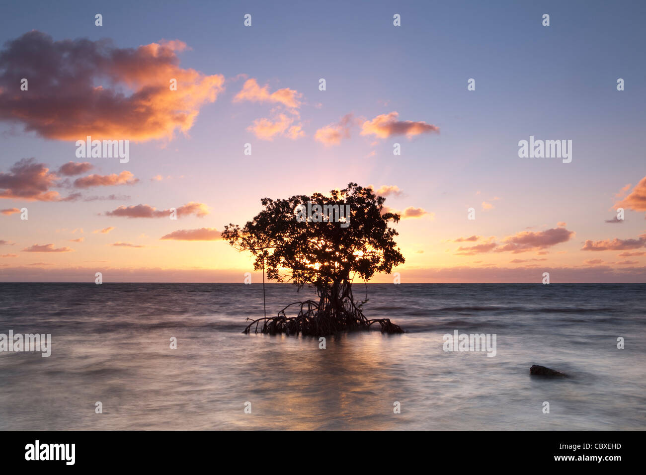 Mangrove trees at sunrise, Big Pine Key, Florida, USA Stock Photo - Alamy