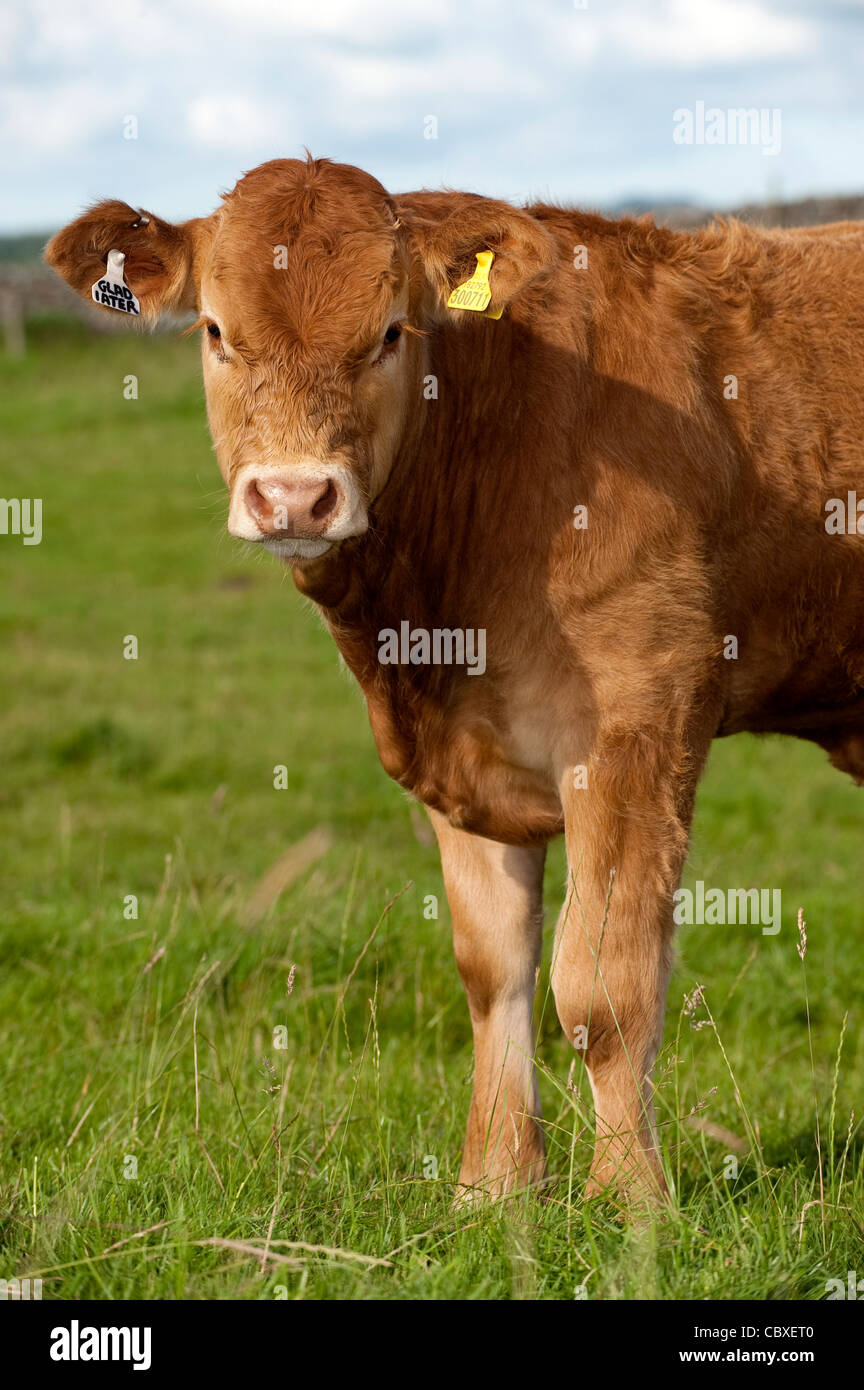 Head and shoulders of a young Limousin bull calf Stock Photo - Alamy
