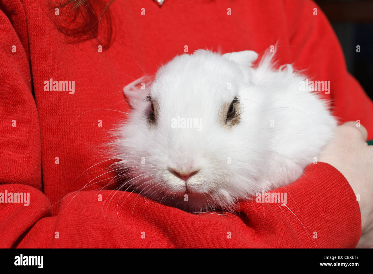 young rabbit held in arms by a girl Stock Photo - Alamy