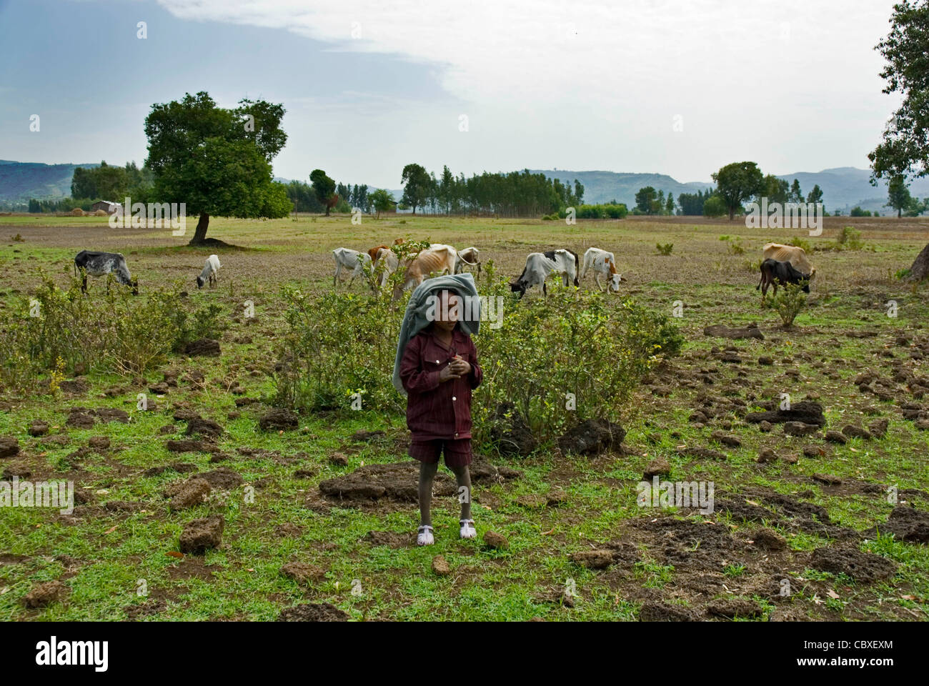 Boy Herding Goats High Resolution Stock Photography and Images - Alamy
