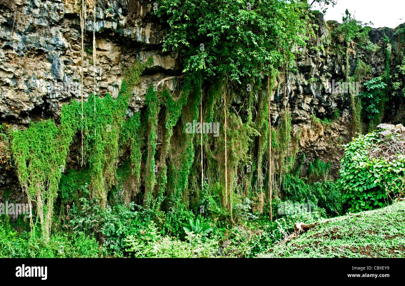 Verdant vegetation, Ethiopia Stock Photo - Alamy