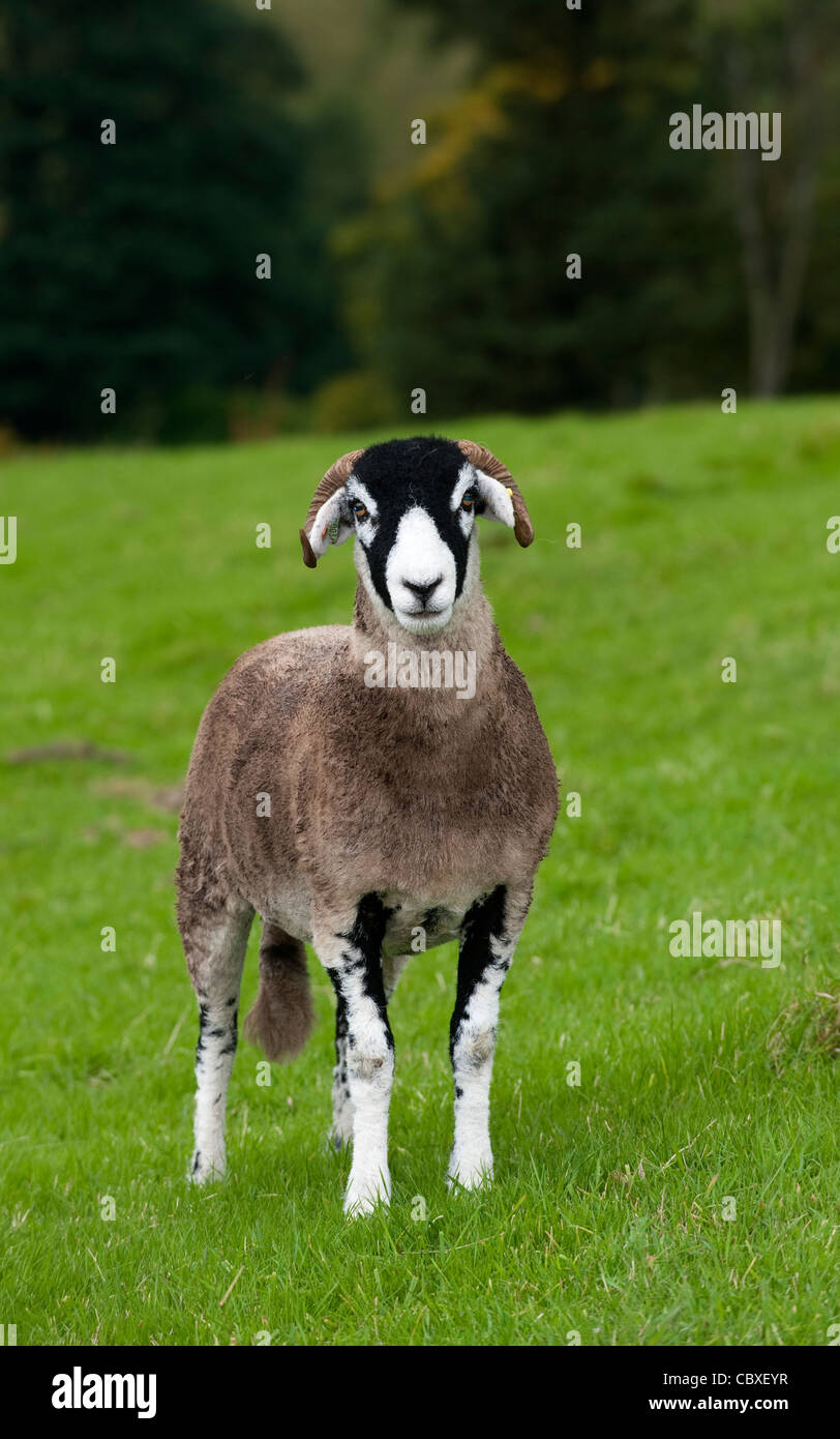 Swaledale sheep in pasture before being taken to an agricultural show ...