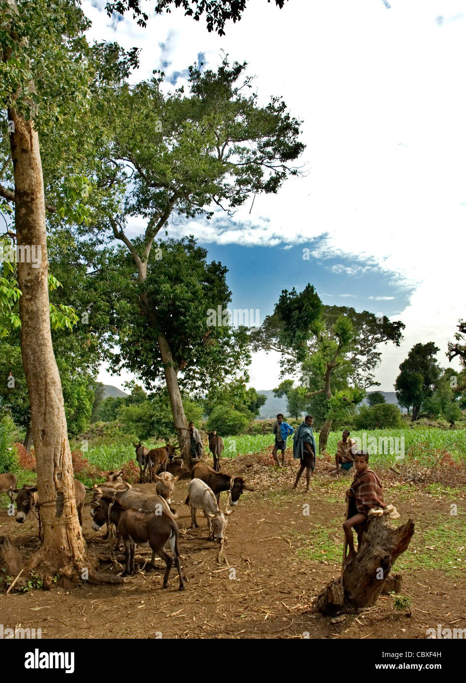 Boy Herding Goats High Resolution Stock Photography and Images - Alamy
