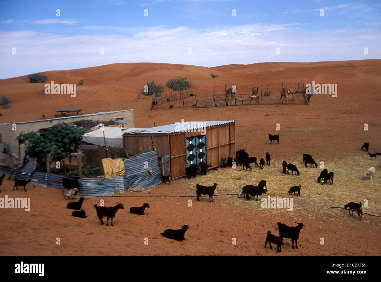 A Bedouin owned goat-farm in the desert in Dubai, United Arab Emirates ...