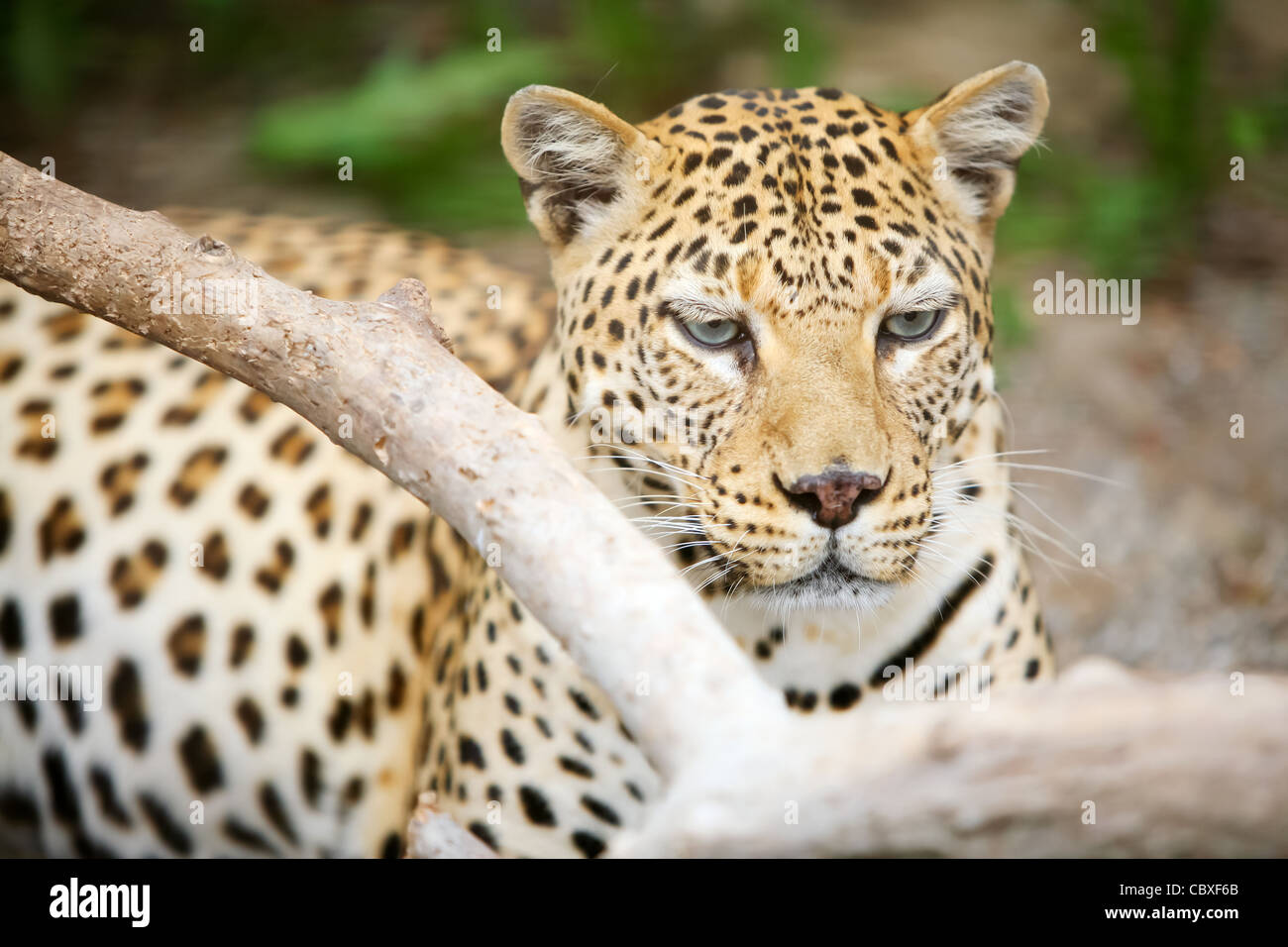 Leopard resting on the floor of zoo outdoor cage Stock Photo - Alamy