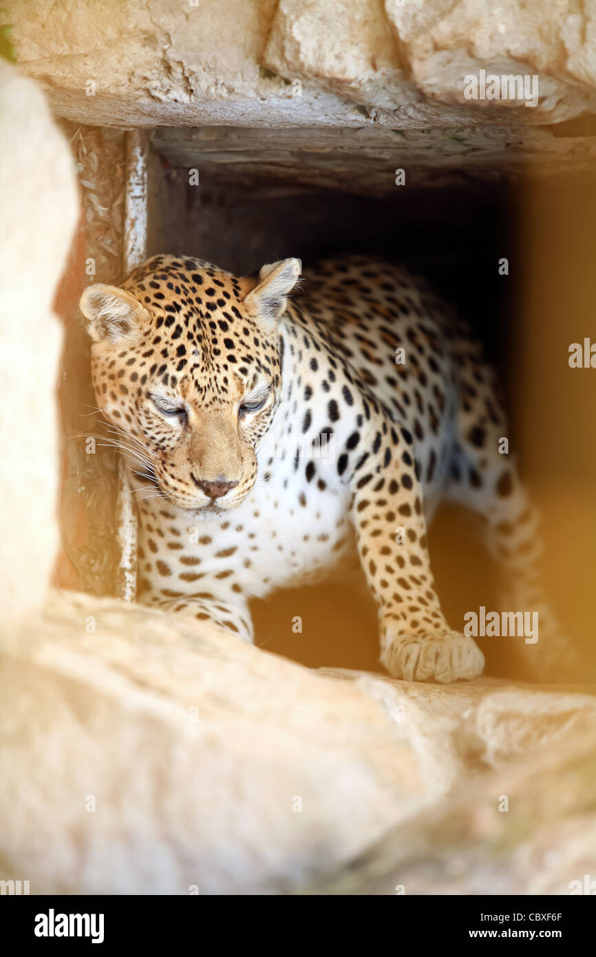 Leopard resting in the concrete cage of the Zoo Stock Photo - Alamy