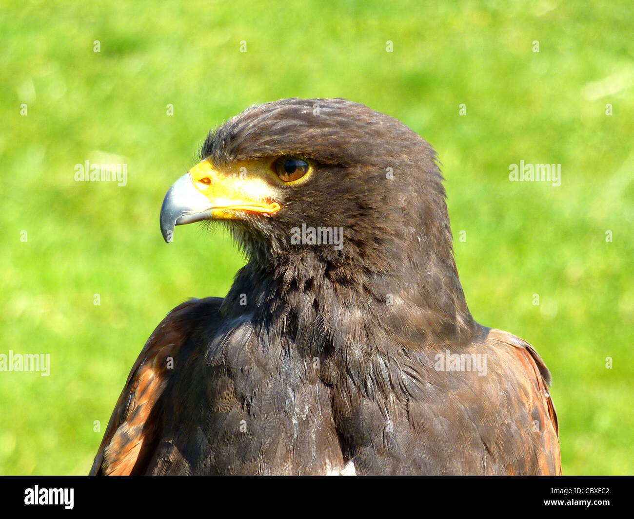 Portrait of a hawk Stock Photo - Alamy
