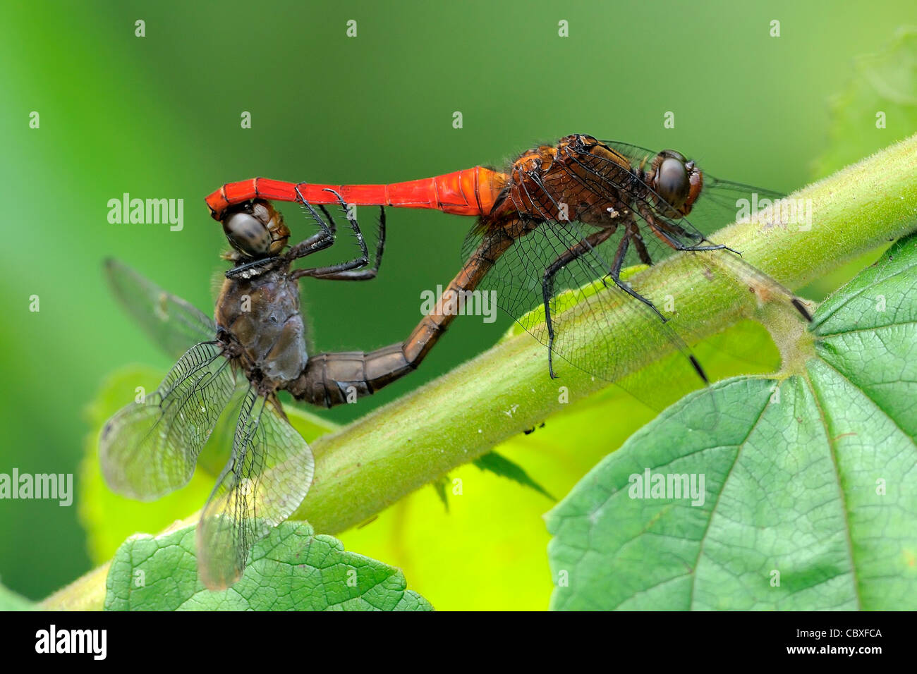 Dragonfly mating hi-res stock photography and images - Alamy