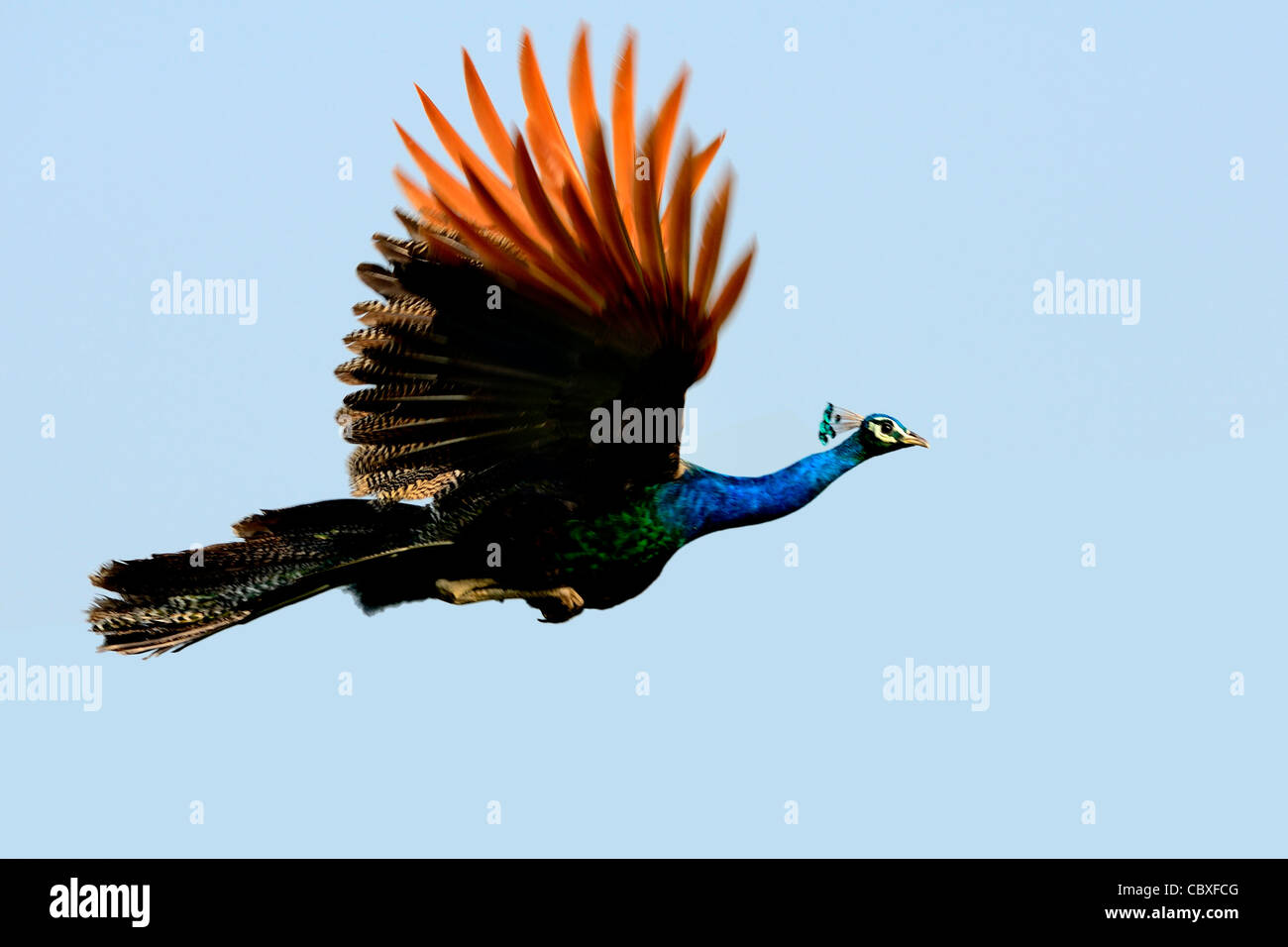 FLIGHT OF PEACOCK Stock Photo - Alamy