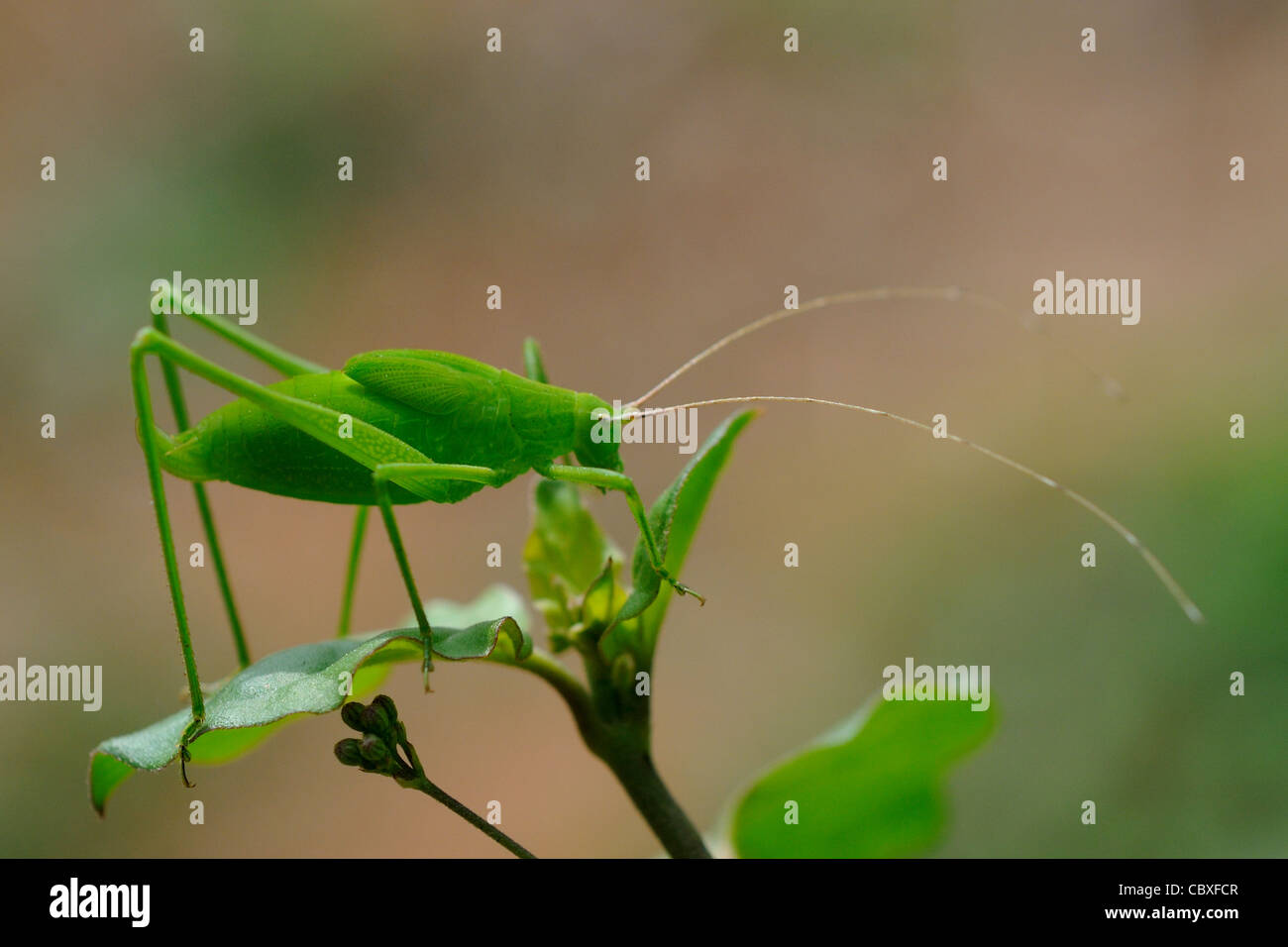 Grass hopper hi-res stock photography and images - Alamy