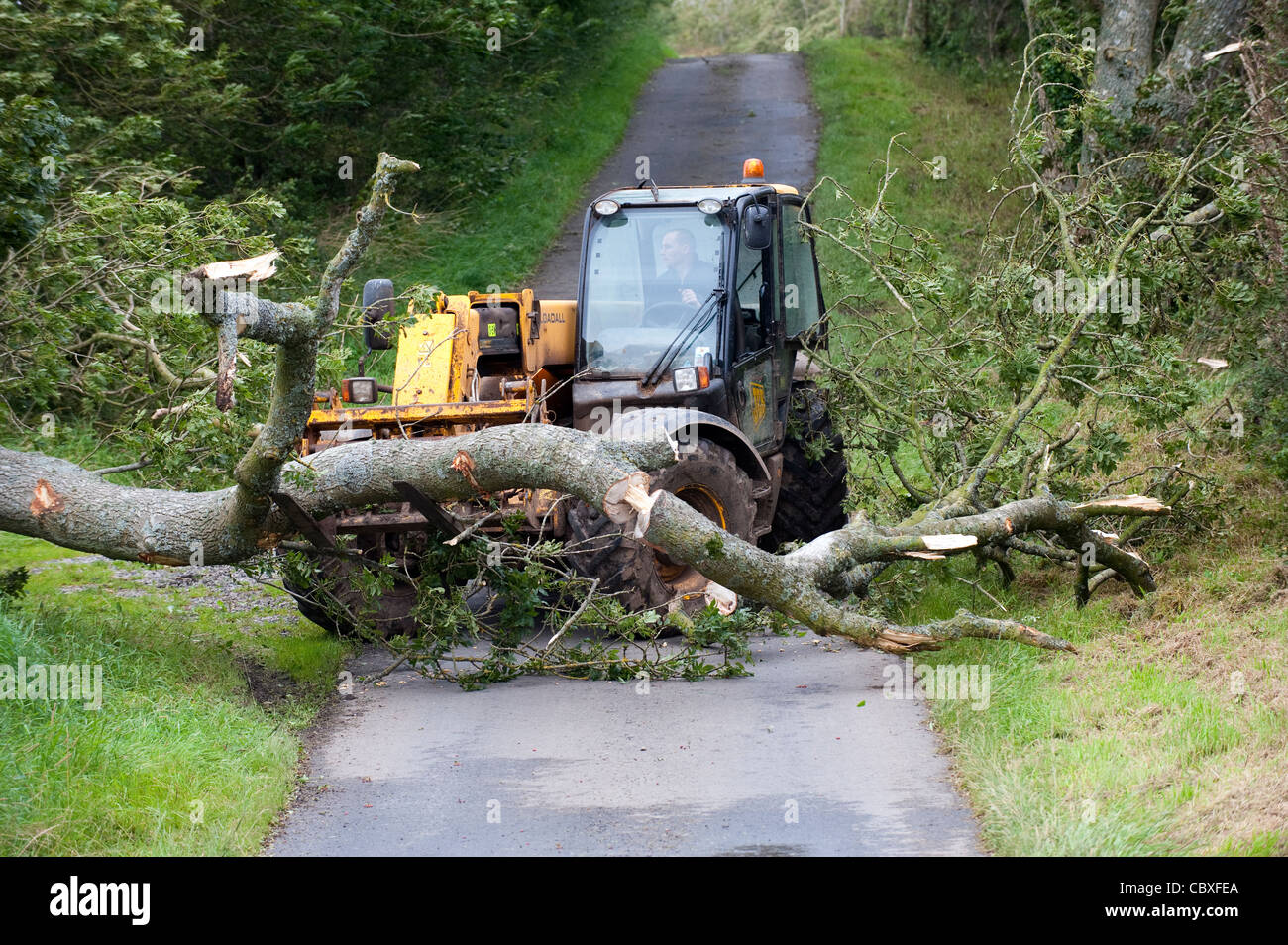 mature tree fallen across road in storm being moved by farmer with a ...