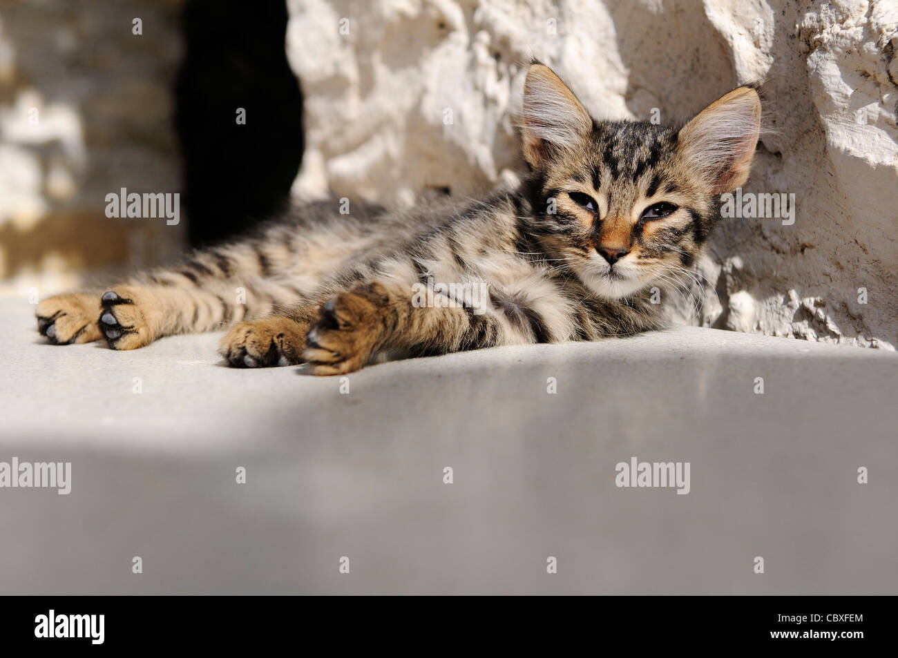 Cyprus cat hi-res stock photography and images - Alamy