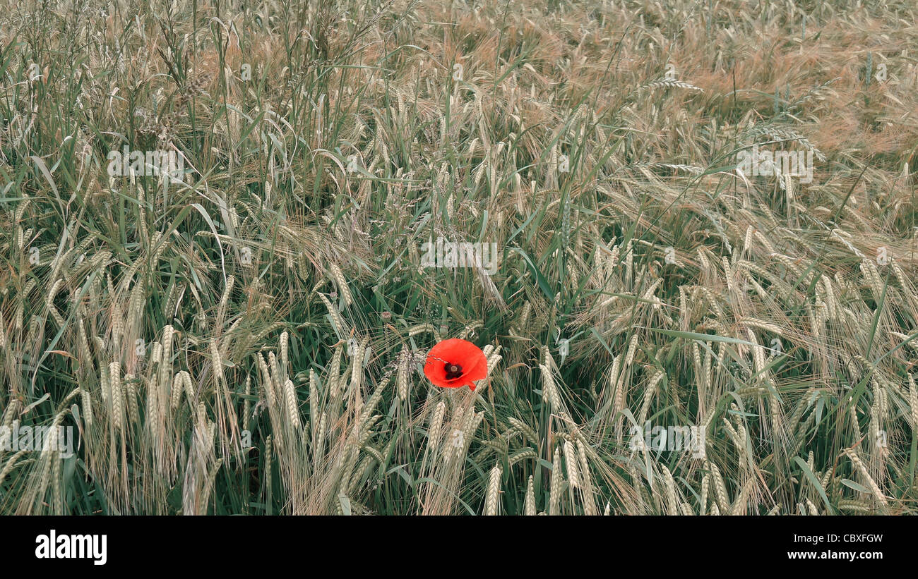 Lone Red Poppy in the Corn Stock Photo - Alamy