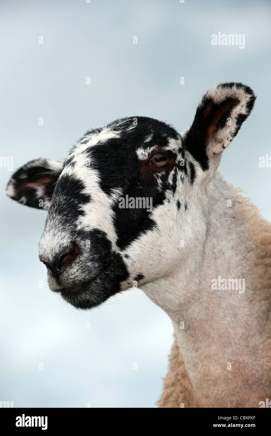 Mule gimmer lamb ready for autumn sales. North Yorkshire Stock Photo ...