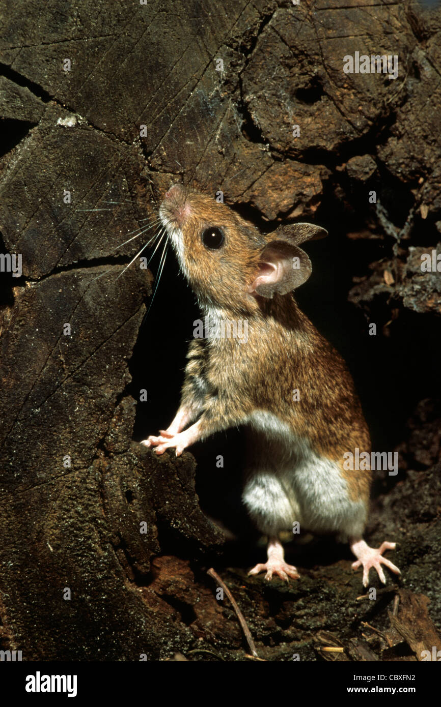 European wood mouse / Common field mouse (Apodemus sylvaticus) foraging ...