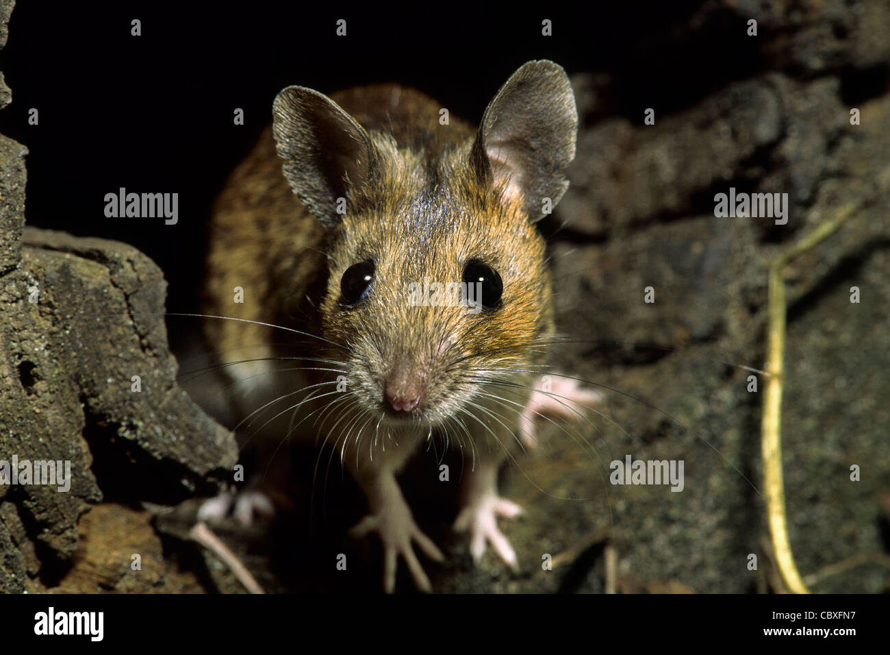 European wood mouse / Common field mouse (Apodemus sylvaticus) foraging ...