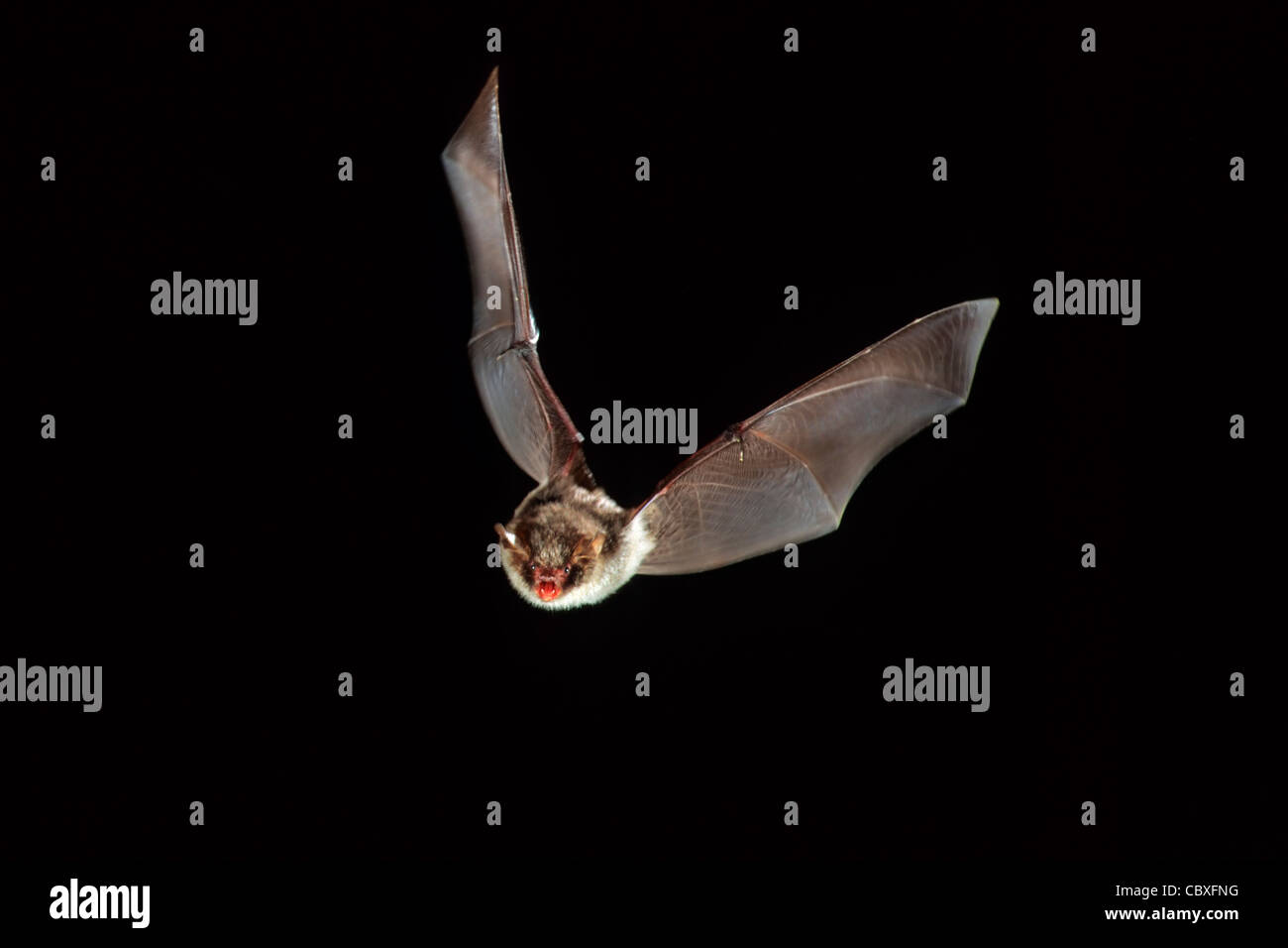 Daubenton's bat (Myotis daubentonii) in flight and hunting at night ...