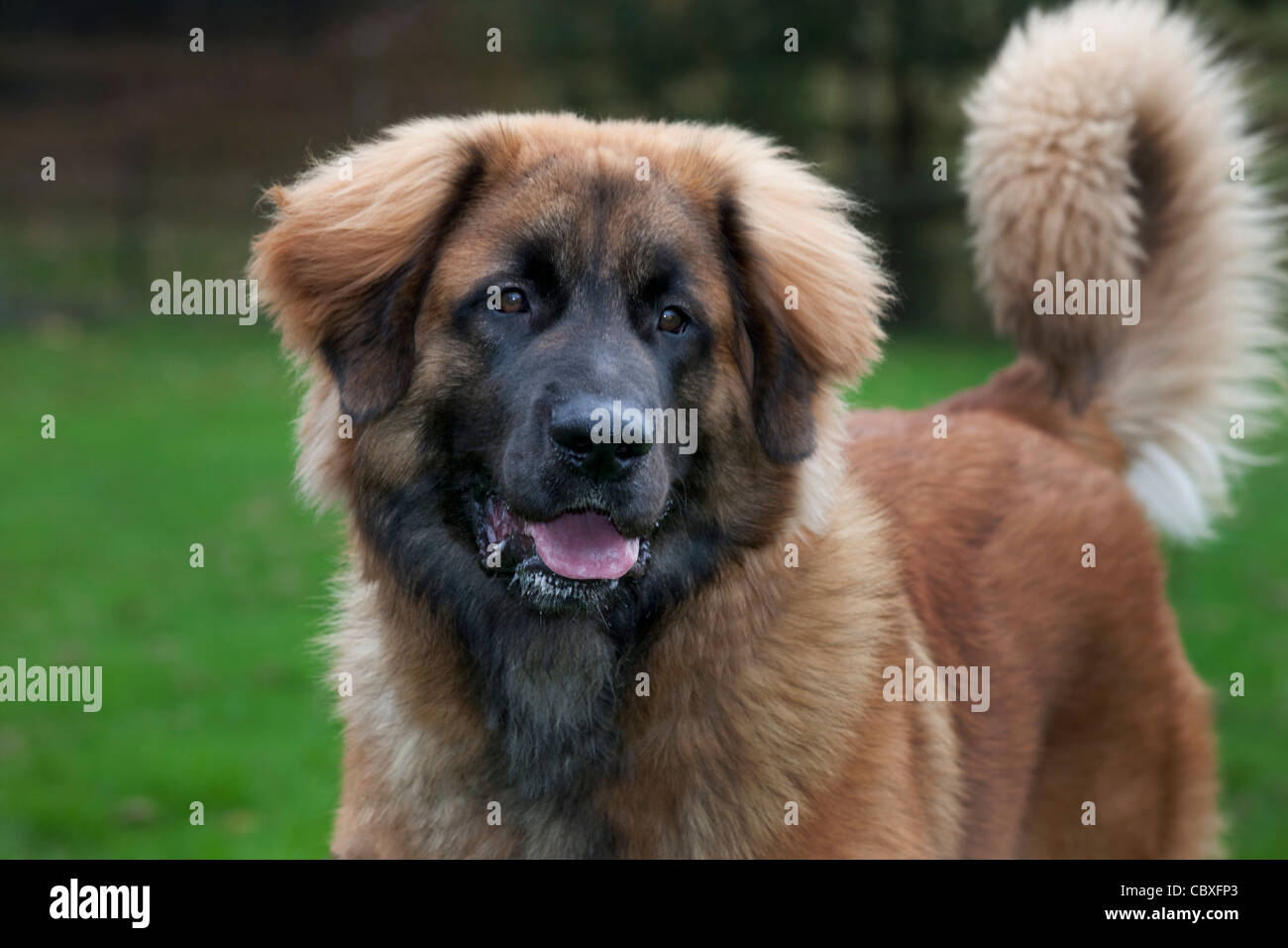 Leonberger hi-res stock photography and images - Alamy