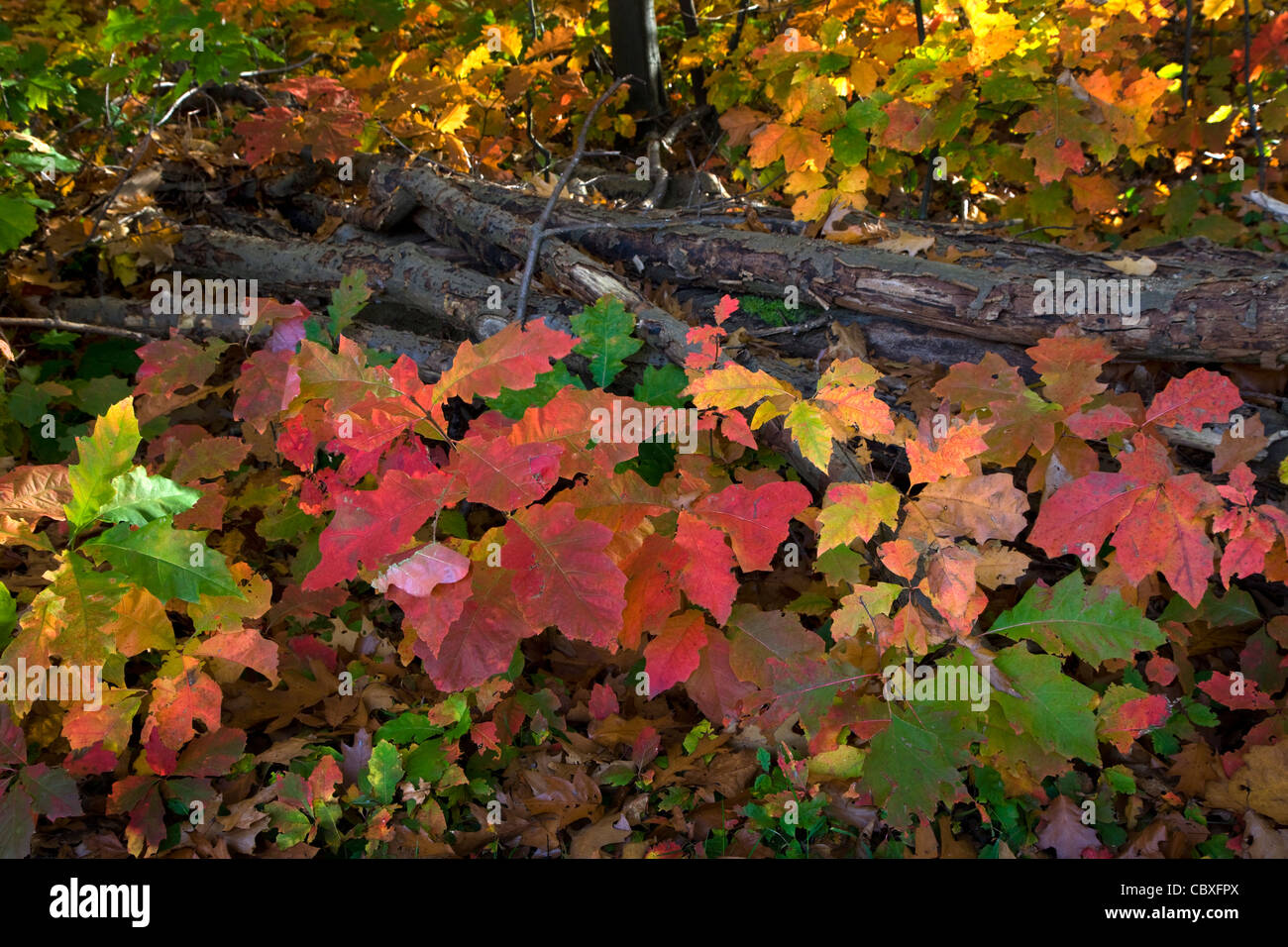 Northern red oak / champion oak (Quercus rubra / Quercus borealis ...