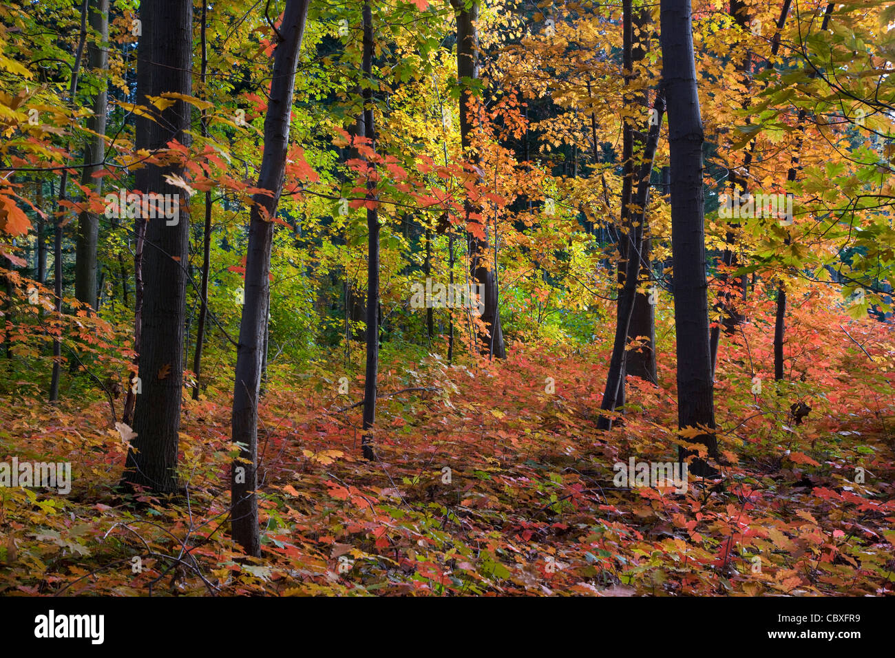 Northern red oak / champion oak (Quercus rubra / Quercus borealis ...