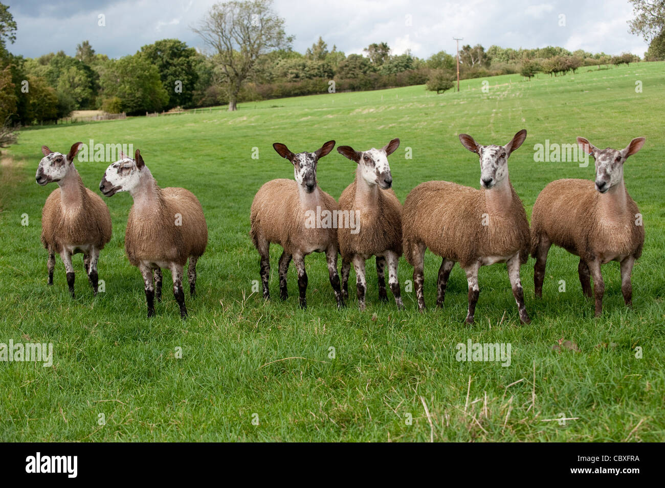 Bluefaced leicester sheep hi-res stock photography and images - Alamy