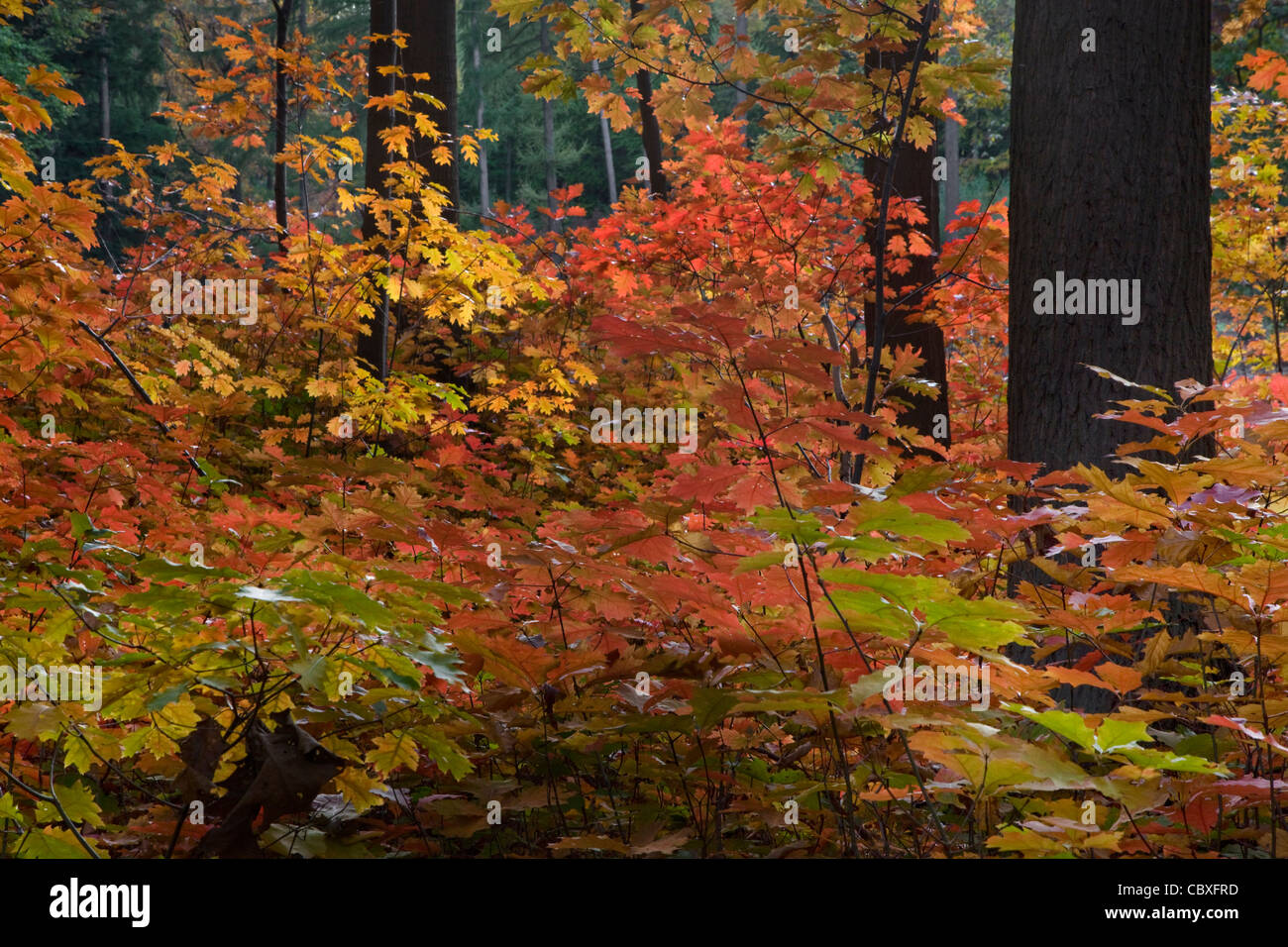 Northern red oak / champion oak (Quercus rubra / Quercus borealis ...