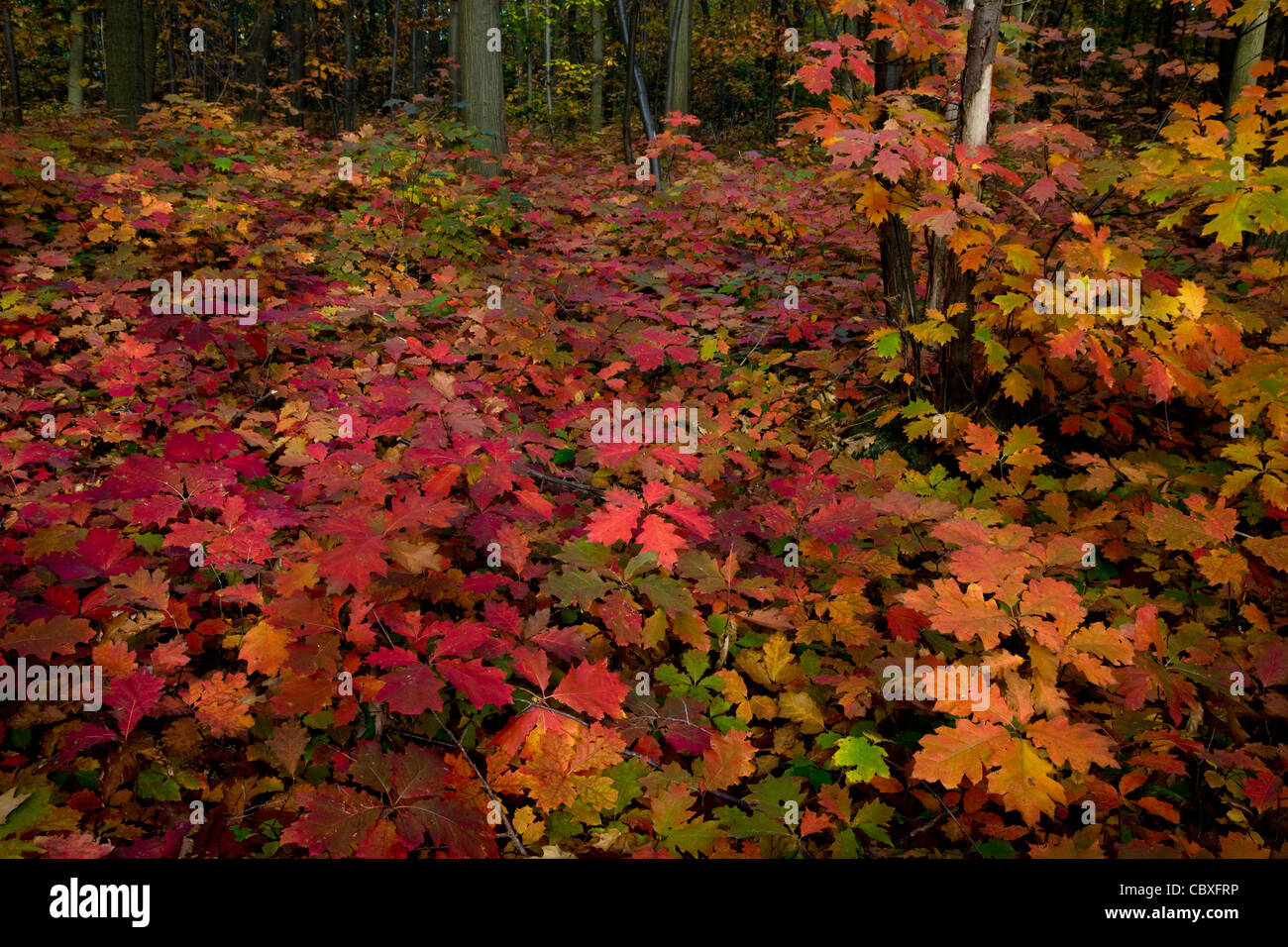 Northern red oak / champion oak (Quercus rubra / Quercus borealis ...