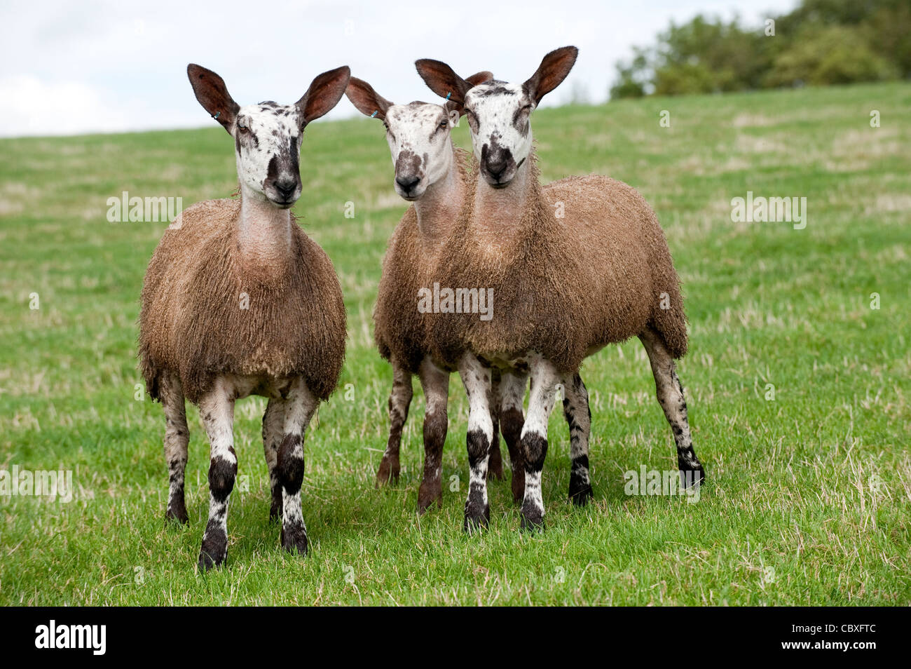Bluefaced Leicester gimmer lambs in pasture Stock Photo - Alamy