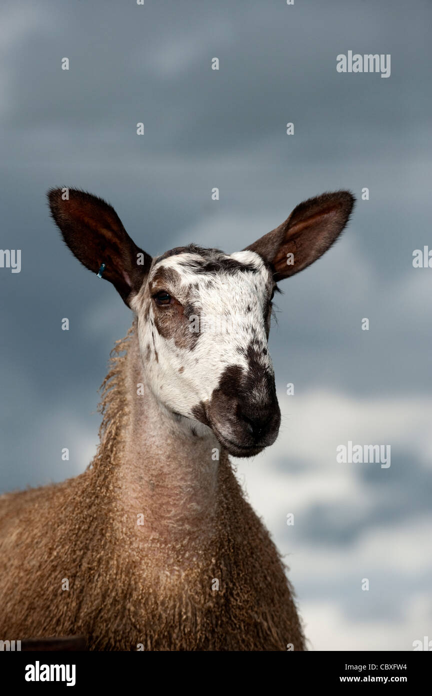 Blue Faced Leicester Sheep High Resolution Stock Photography and Images ...