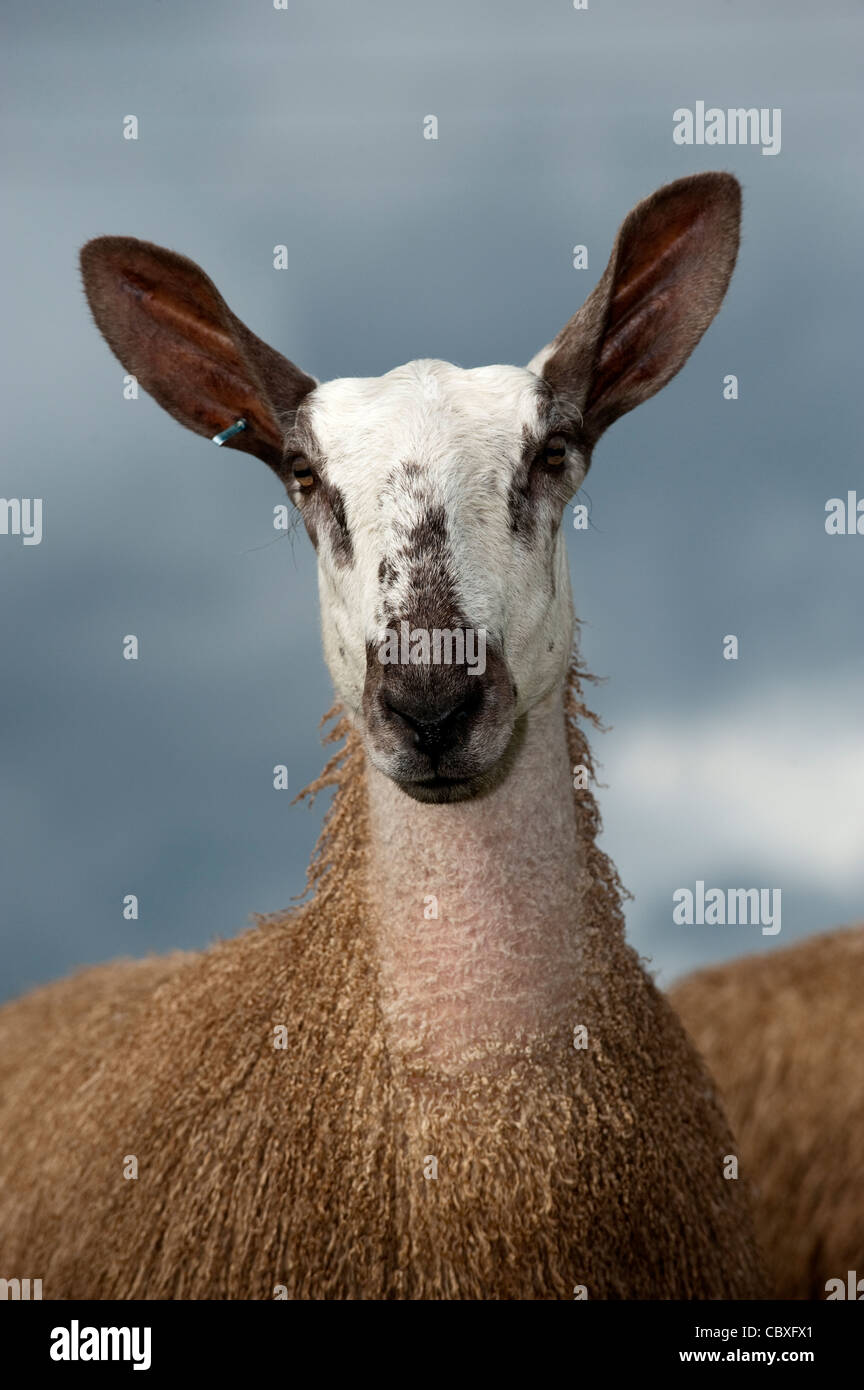 Blue faced leicester sheep hi-res stock photography and images - Alamy