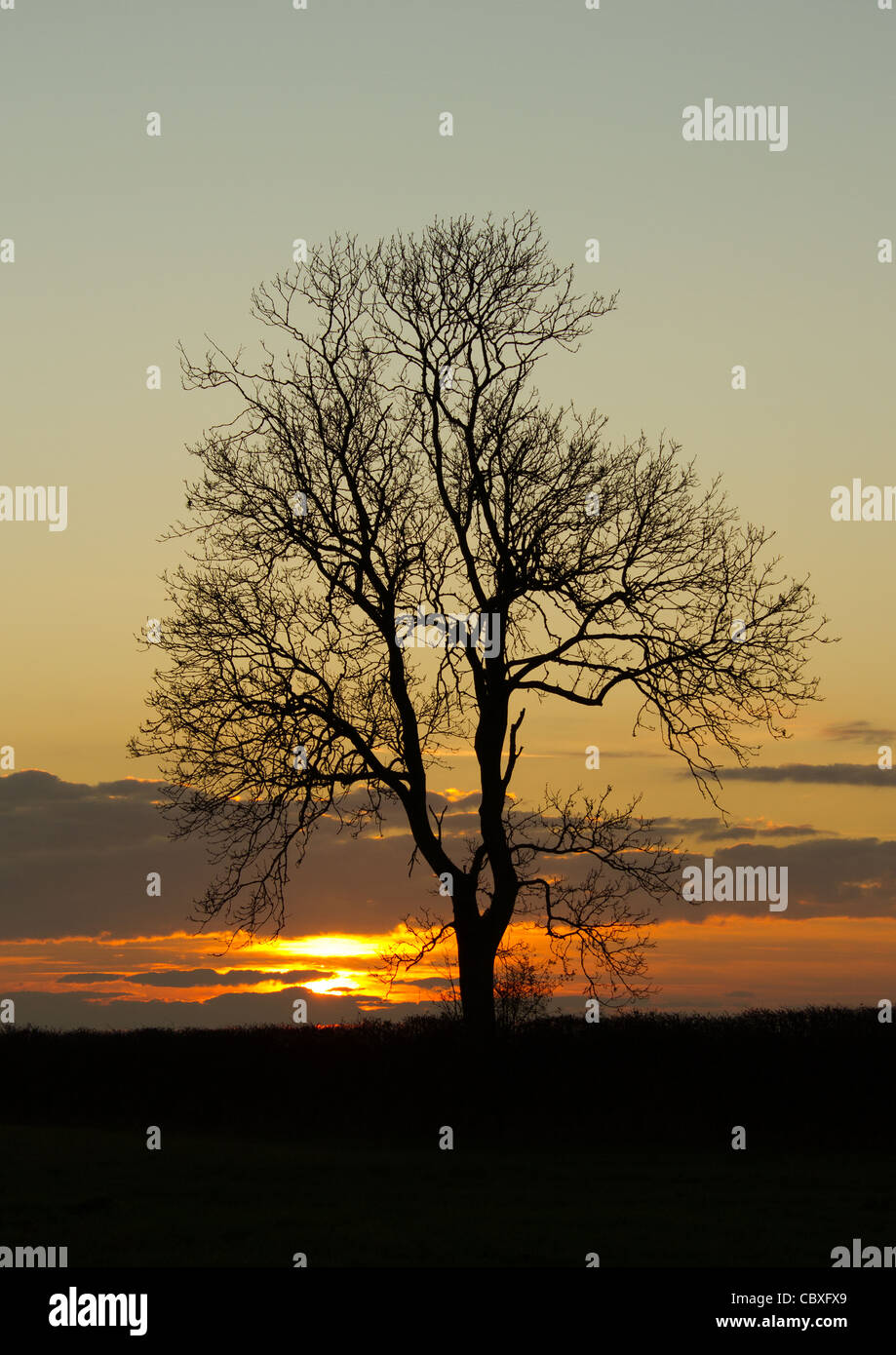 Tree silhouette at sunset Stock Photo - Alamy
