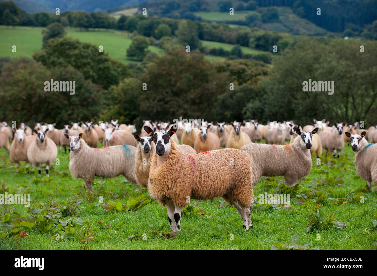 Welsh mule flock hi-res stock photography and images - Alamy