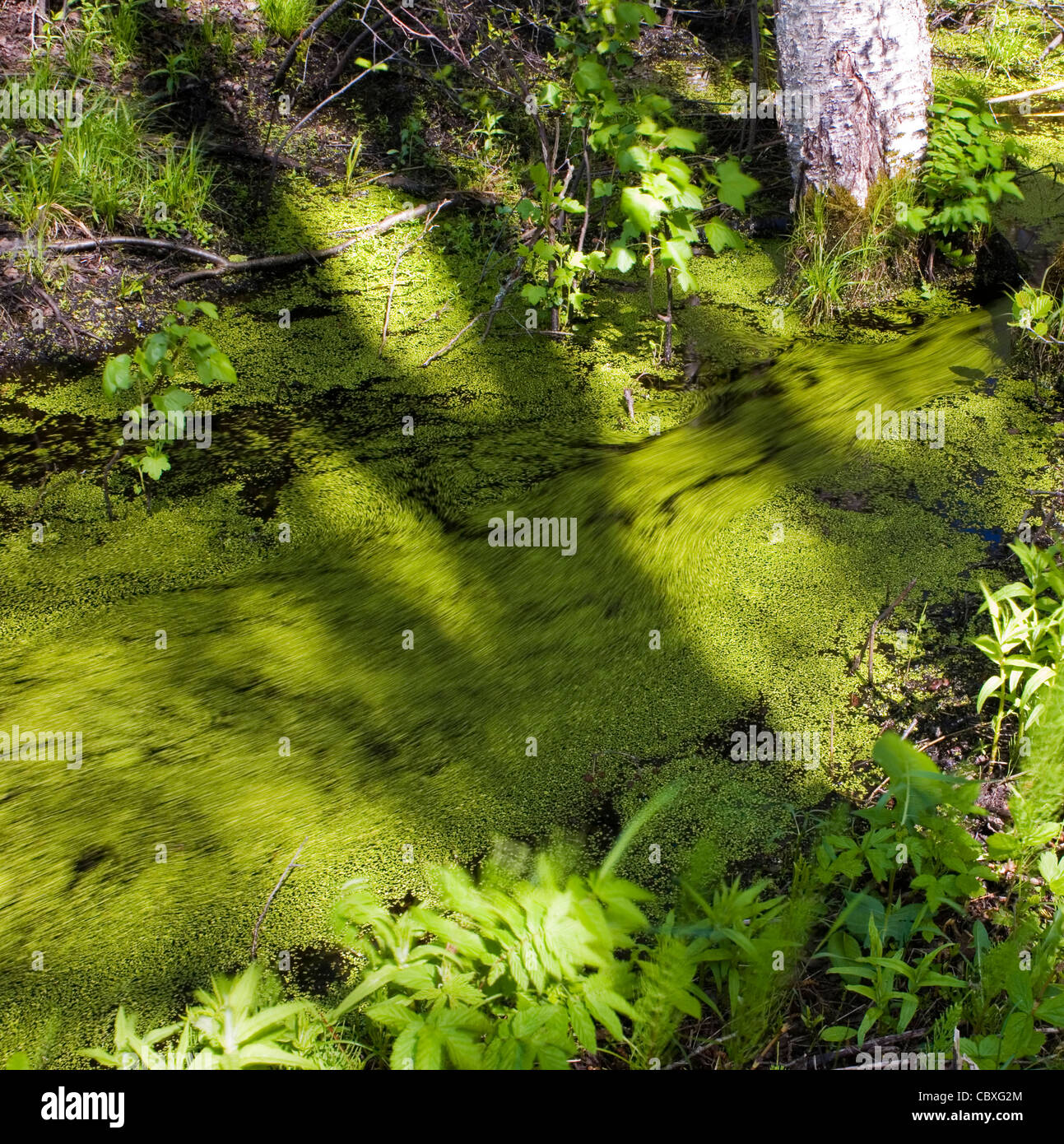 Nigula hi-res stock photography and images - Alamy