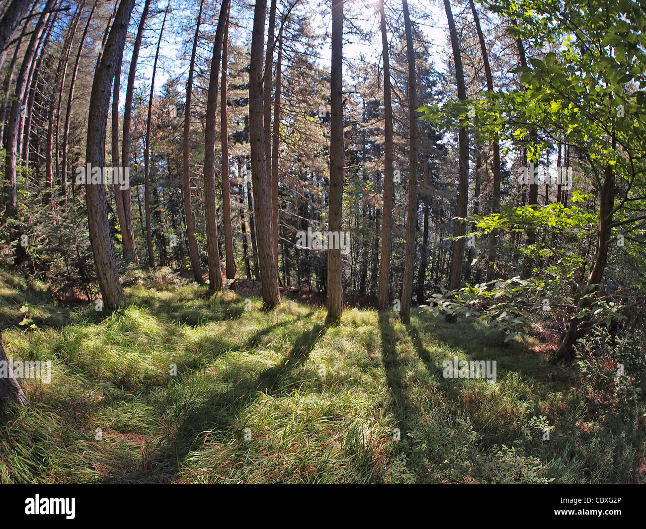 Fish eye forest hi-res stock photography and images - Alamy