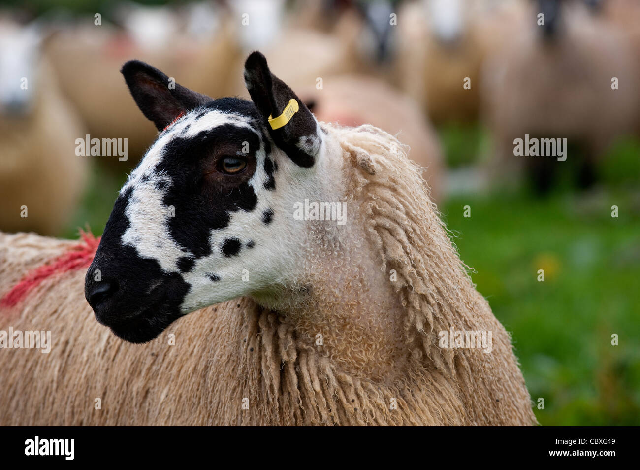 Welsh mule out of a Beulah ewe Stock Photo - Alamy