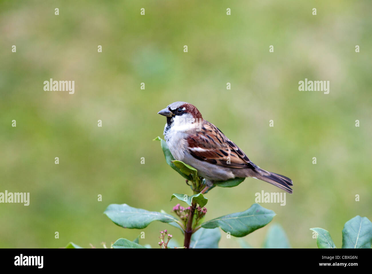 Common_sparrow hi-res stock photography and images - Alamy