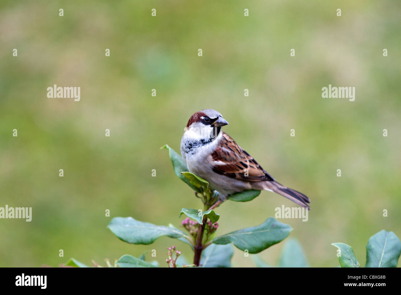Common sparrow hi-res stock photography and images - Alamy