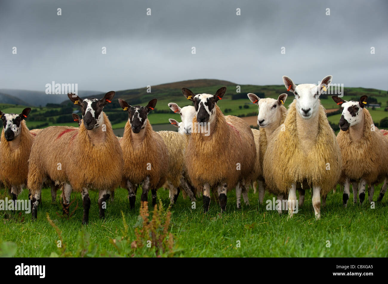 Welsh mule flock hi-res stock photography and images - Alamy