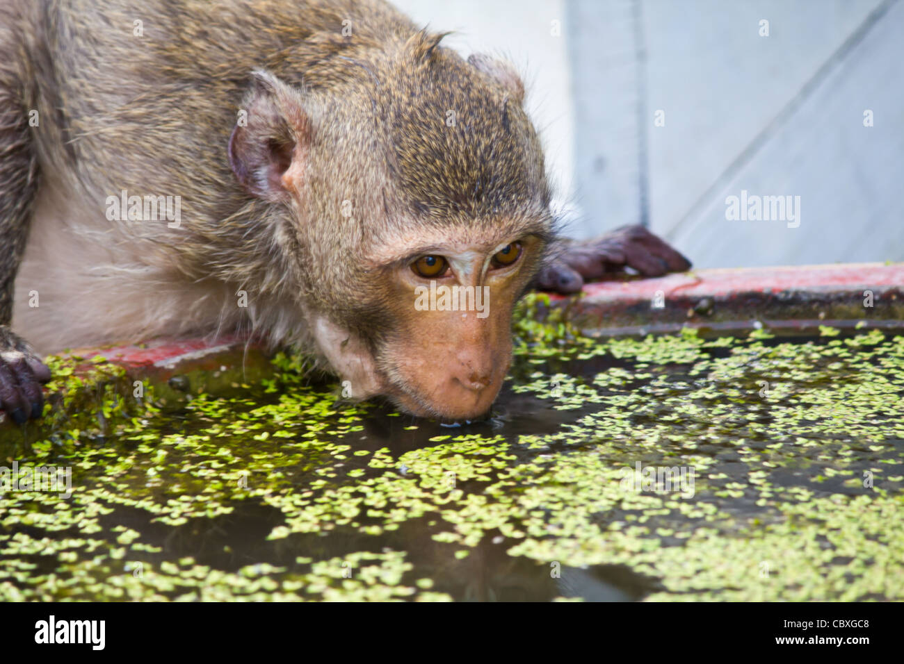 monkey drinking water in sink at lopburi thailand Stock Photo - Alamy