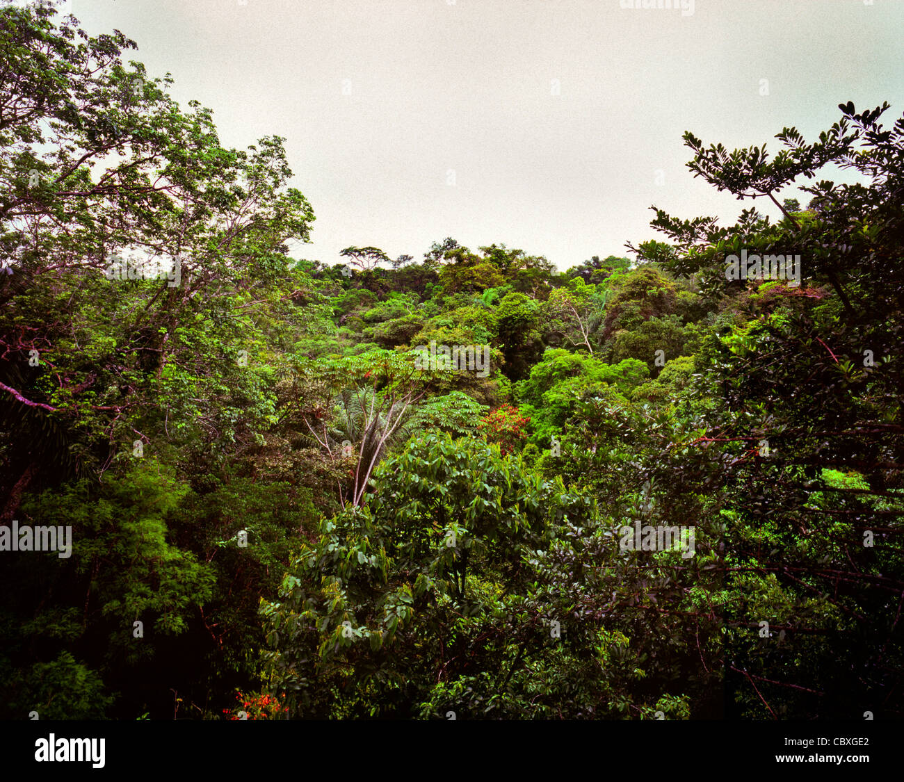 overlooking the Canopy of the Amazon Jungle Stock Photo - Alamy