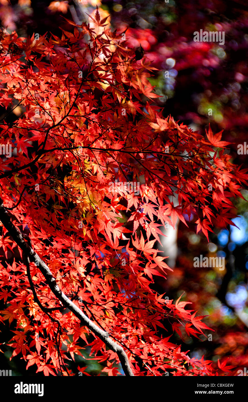 Naritasan shinsho ji temple hi-res stock photography and images - Alamy