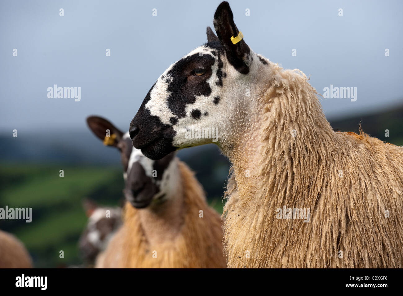 Welsh mule out of a Beulah ewe Stock Photo - Alamy
